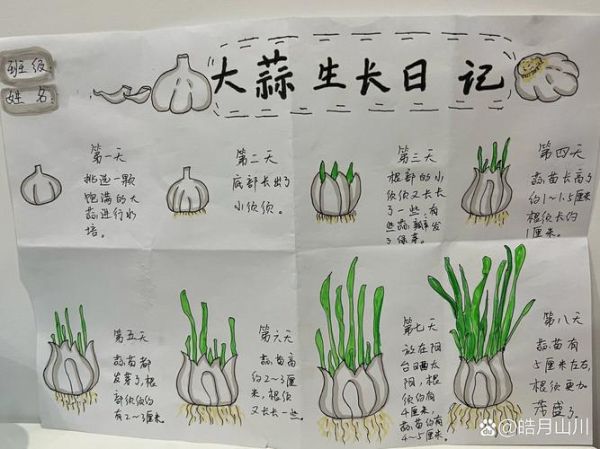 蒜苗15天能长多高_蒜苗15天观察记录-第3张图片-山城妙识
