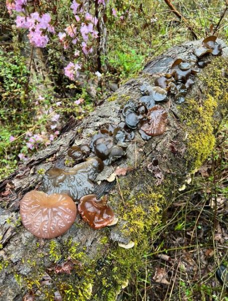 野生木耳和人工木耳的区别_哪个更好-第1张图片-山城妙识