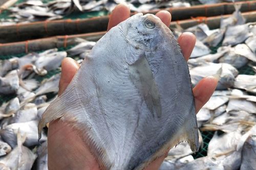 平鱼怎么腌制_平鱼腌制多久才入味-第1张图片-山城妙识