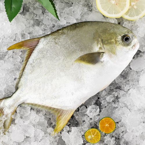 平鱼是大刺还是小刺_平鱼刺多吗-第3张图片-山城妙识