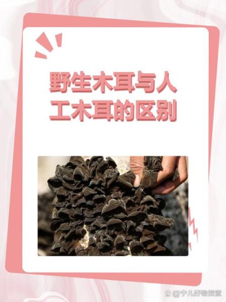 野生木耳和人工木耳的区别_哪个更好-第2张图片-山城妙识