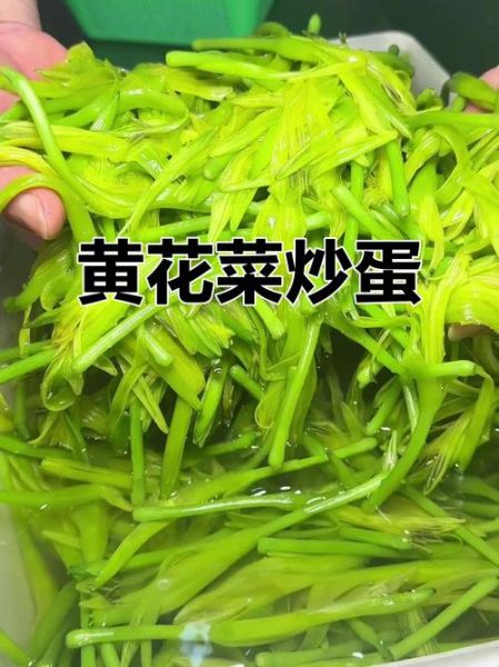 黄花菜和什么炒好吃_黄花菜炒鸡蛋怎么做-第3张图片-山城妙识