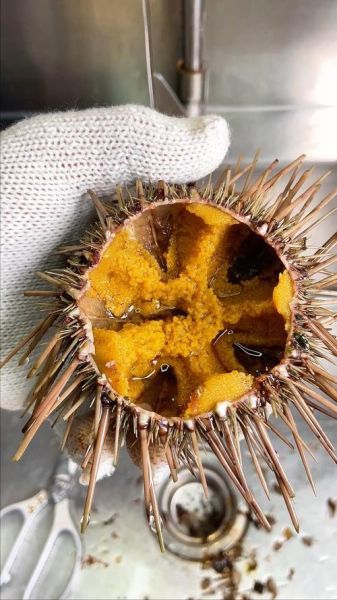 海胆图片怎么吃_海胆刺身处理步骤-第1张图片-山城妙识