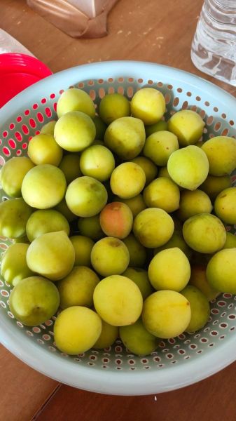 青梅酒怎么泡_青梅酒比例是多少-第3张图片-山城妙识 青梅酒怎么泡_青梅酒比例是多少-第3张图片-山城妙识