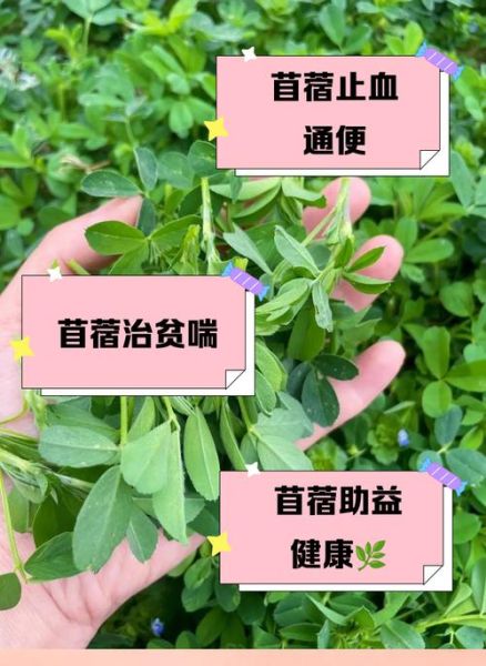 苜蓿草怎么吃_苜蓿草的功效与作用-第2张图片-山城妙识