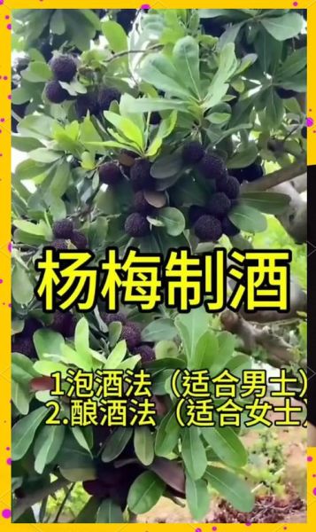 杨梅酒可以和枸杞一起泡吗_功效与禁忌-第1张图片-山城妙识