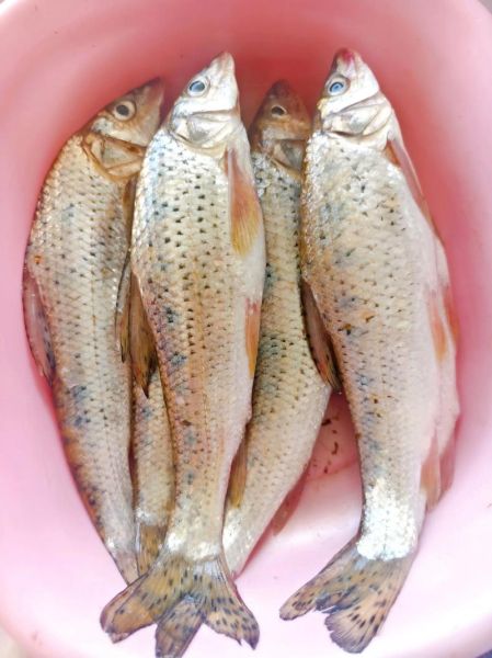 花菇鱼是什么鱼_花菇鱼怎么做好吃-第1张图片-山城妙识