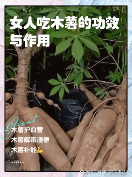 吃木薯有什么好处和坏处_木薯中毒怎么办-第1张图片-山城妙识 吃木薯有什么好处和坏处_木薯中毒怎么办-第1张图片-山城妙识