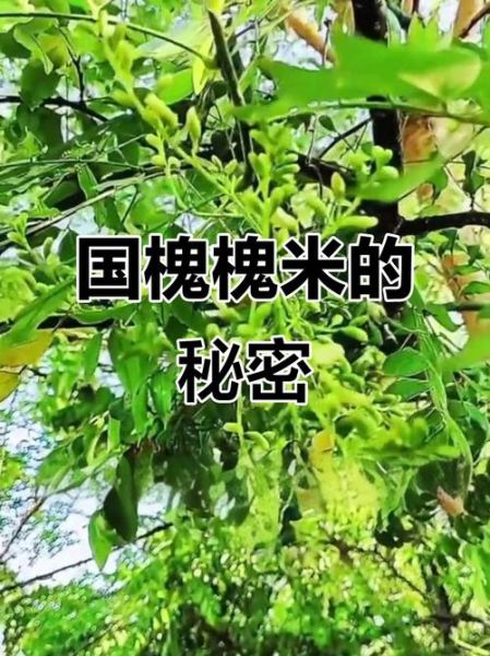 槐树图片大全大图_国槐与洋槐怎么区分-第3张图片-山城妙识