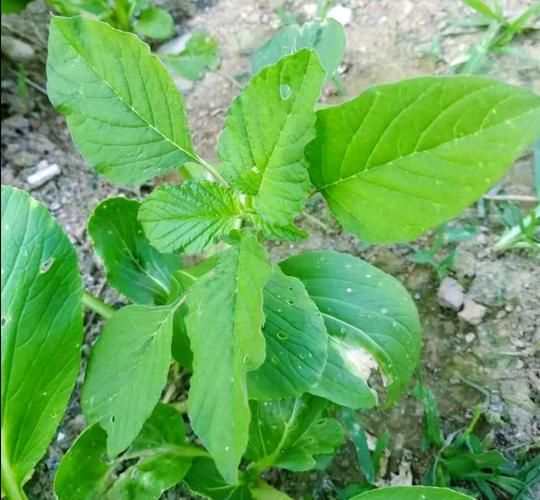 野苋菜的危害_如何防治野苋菜-第3张图片-山城妙识 野苋菜的危害_如何防治野苋菜-第3张图片-山城妙识