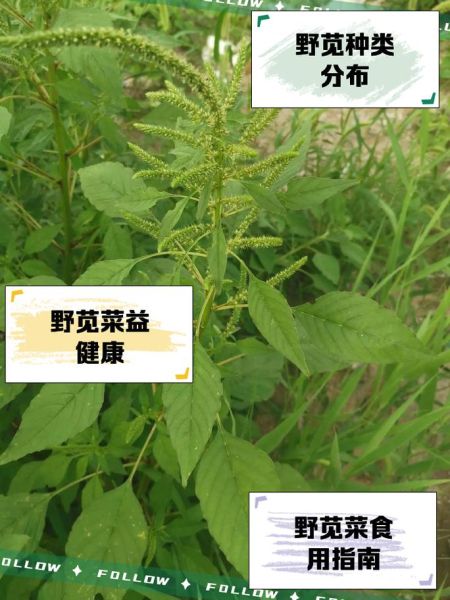 野苋菜的危害_如何防治野苋菜-第1张图片-山城妙识 野苋菜的危害_如何防治野苋菜-第1张图片-山城妙识