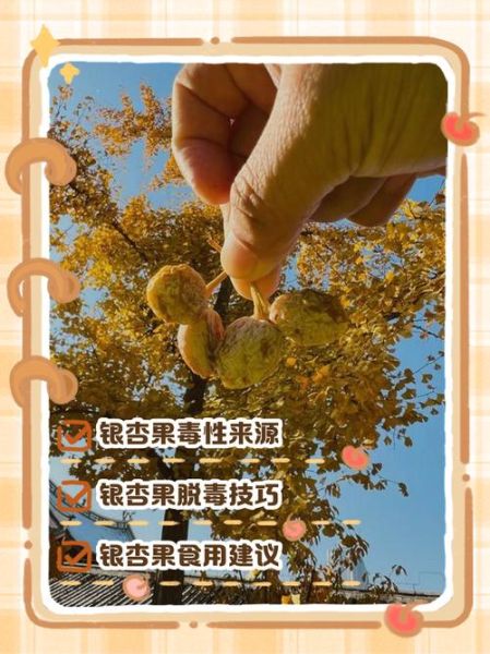 吃银杏果有什么副作用_银杏果中毒怎么办-第1张图片-山城妙识 吃银杏果有什么副作用_银杏果中毒怎么办-第1张图片-山城妙识