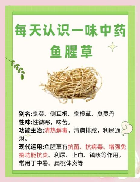 折耳根泡水喝的禁忌_哪些人不能喝-第1张图片-山城妙识 折耳根泡水喝的禁忌_哪些人不能喝-第1张图片-山城妙识