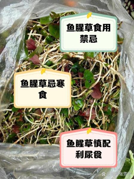 折耳根泡水喝的禁忌_哪些人不能喝-第3张图片-山城妙识 折耳根泡水喝的禁忌_哪些人不能喝-第3张图片-山城妙识