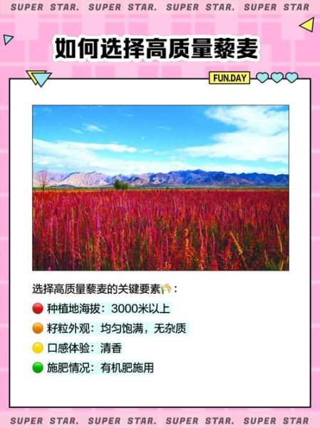 藜麦的功效与作用_藜麦多少钱一斤-第3张图片-山城妙识 藜麦的功效与作用_藜麦多少钱一斤-第3张图片-山城妙识