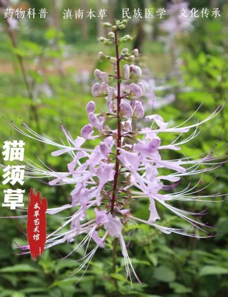 猫须草的功效与作用_猫须草能降尿酸吗-第3张图片-山城妙识