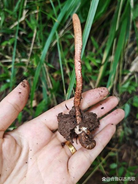 蝉花是什么_蝉花图片怎么鉴别真假-第1张图片-山城妙识