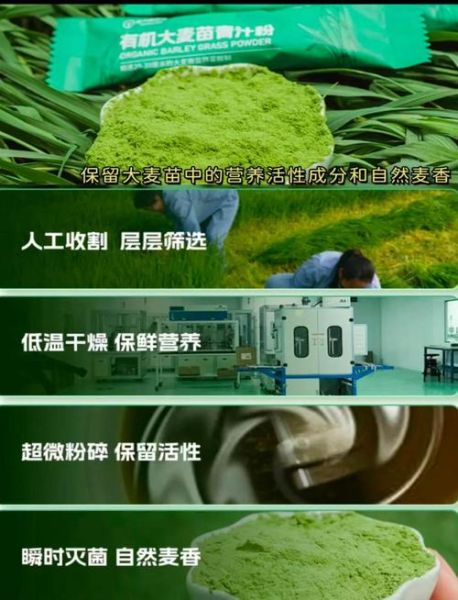 大麦苗的功效与作用_大麦苗粉怎么喝才减肥-第3张图片-山城妙识