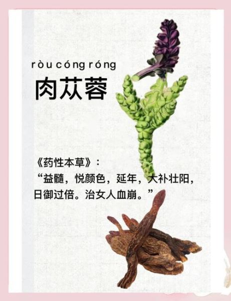 肉苁蓉怎么吃最安全_肉苁蓉禁忌人群有哪些-第1张图片-山城妙识 肉苁蓉怎么吃最安全_肉苁蓉禁忌人群有哪些-第1张图片-山城妙识