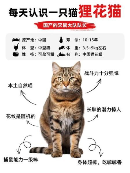 梨花猫是什么品种_梨花猫多少钱一只-第1张图片-山城妙识