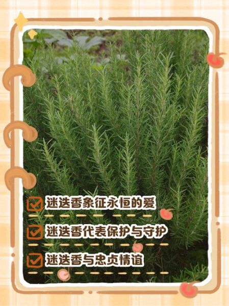 迷迭香花语是什么_迷迭香花语寓意-第1张图片-山城妙识