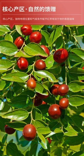 和田玉枣的功效与作用_和田玉枣怎么吃最补气血-第3张图片-山城妙识