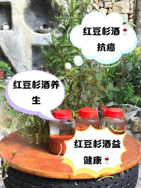 红豆杉木泡水喝的危害_红豆杉木泡水副作用-第1张图片-山城妙识 红豆杉木泡水喝的危害_红豆杉木泡水副作用-第1张图片-山城妙识