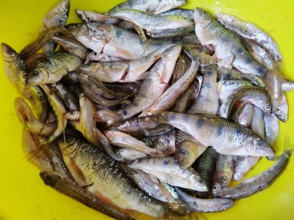 小河鱼种类大全_如何分辨常见小河鱼-第3张图片-山城妙识