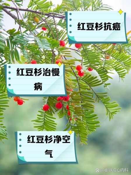 红豆杉的功效与作用_红豆杉的禁忌有哪些-第1张图片-山城妙识