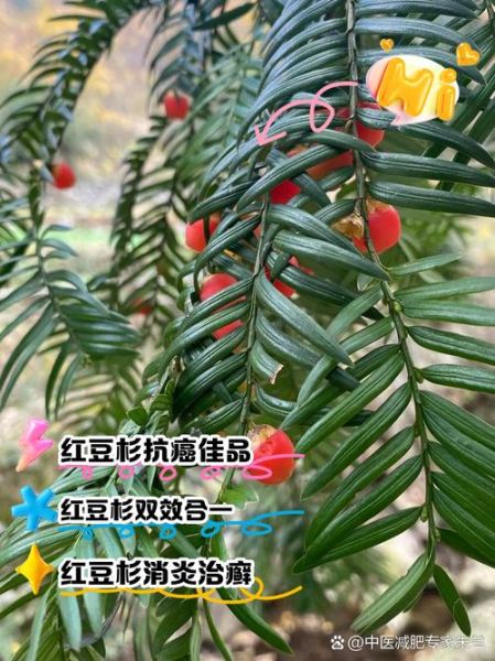 红豆杉的功效与作用_红豆杉的禁忌有哪些-第2张图片-山城妙识