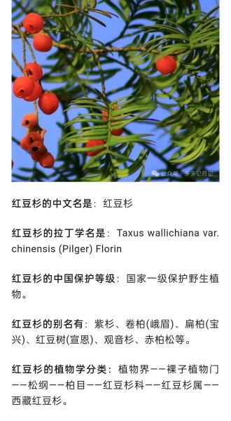 红豆杉的功效与作用_红豆杉的禁忌有哪些-第3张图片-山城妙识
