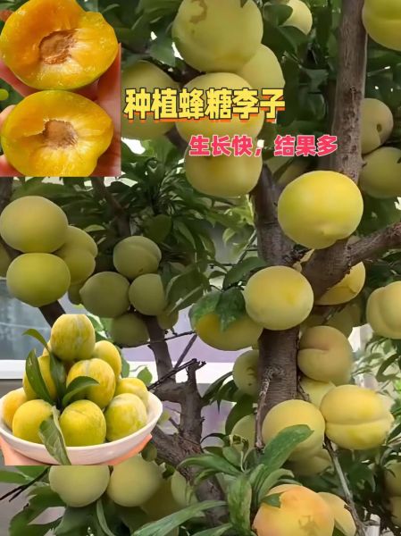 枫糖李是什么_枫糖李怎么吃-第2张图片-山城妙识