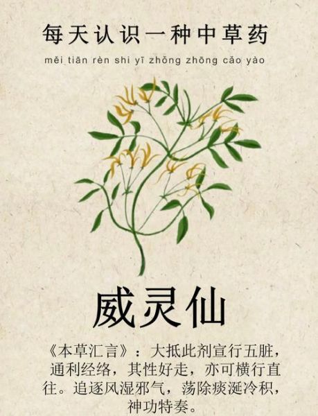 威灵仙的功效与作用_威灵仙的副作用有哪些-第1张图片-山城妙识