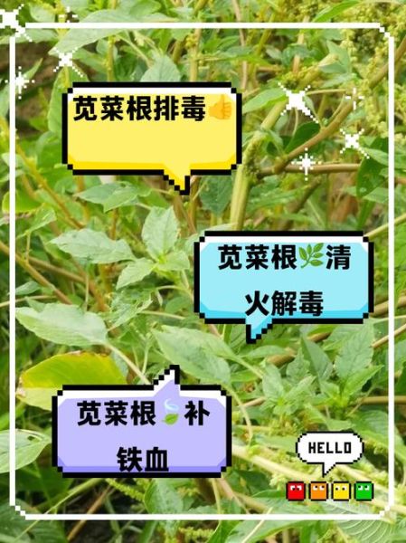 苋菜根的功效与作用_苋菜根怎么吃最好-第2张图片-山城妙识