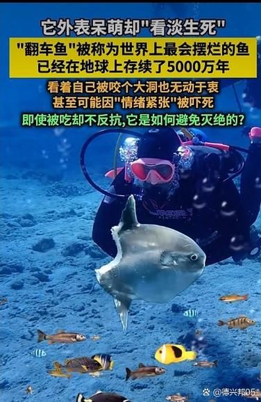 翻车鱼为什么会死得那么惨_翻车鱼死法真的残忍吗-第2张图片-山城妙识