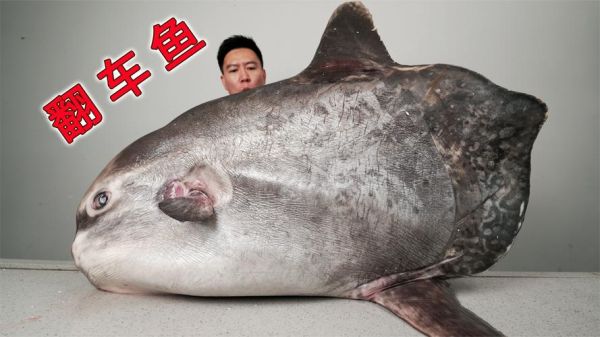 翻车鱼为什么会死得那么惨_翻车鱼死法真的残忍吗-第3张图片-山城妙识