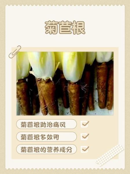 菊苣根茶能减肥吗_菊苣根茶的功效与作用-第2张图片-山城妙识 菊苣根茶能减肥吗_菊苣根茶的功效与作用-第2张图片-山城妙识