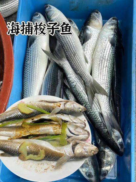 海梭鱼和河梭鱼有什么区别_哪个更好吃-第1张图片-山城妙识