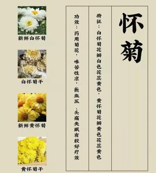 菊花品种有哪些_菊花品种怎么区分-第3张图片-山城妙识 菊花品种有哪些_菊花品种怎么区分-第3张图片-山城妙识