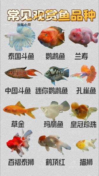 各种鱼类图片大全大图_高清观赏指南-第2张图片-山城妙识 各种鱼类图片大全大图_高清观赏指南-第2张图片-山城妙识