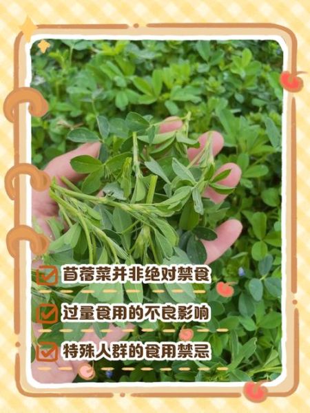 苜蓿怎么吃_苜蓿禁忌有哪些-第2张图片-山城妙识
