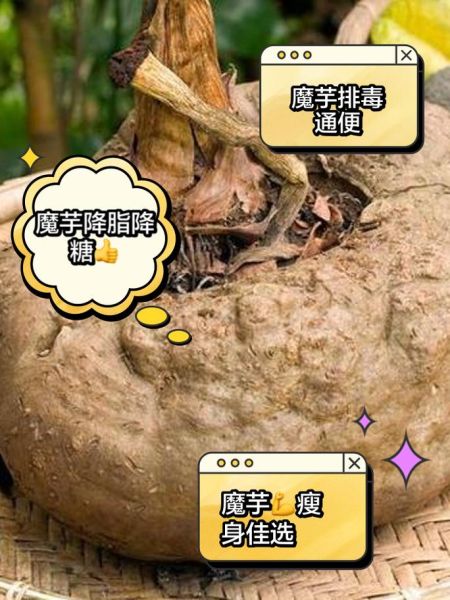 魔芋的功效与副作用_怎么吃才安全-第1张图片-山城妙识 魔芋的功效与副作用_怎么吃才安全-第1张图片-山城妙识