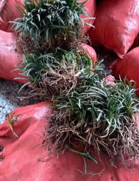 麦冬草价格多少钱一斤_麦冬草批发价和零售价区别-第2张图片-山城妙识