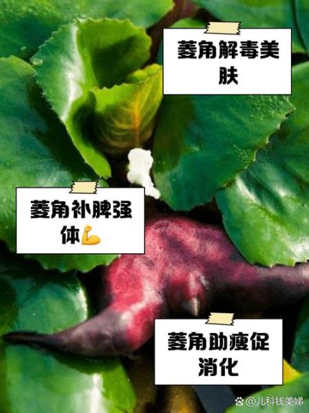菱角的功效与作用禁忌_菱角什么人不能吃-第3张图片-山城妙识 菱角的功效与作用禁忌_菱角什么人不能吃-第3张图片-山城妙识