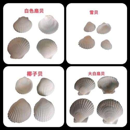 贝壳图片大全_如何辨别真假贝壳-第1张图片-山城妙识