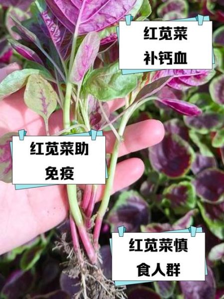苋菜红孕妇可以吃吗_对胎儿有影响吗-第1张图片-山城妙识