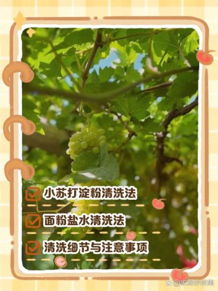 洗葡萄可以用盐水泡吗_盐水泡葡萄的正确方法-第3张图片-山城妙识 洗葡萄可以用盐水泡吗_盐水泡葡萄的正确方法-第3张图片-山城妙识