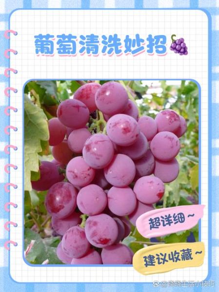 洗葡萄可以用盐水泡吗_盐水泡葡萄的正确方法-第1张图片-山城妙识 洗葡萄可以用盐水泡吗_盐水泡葡萄的正确方法-第1张图片-山城妙识