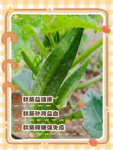 中药秋葵的功效与作用_秋葵怎么吃最补肾-第3张图片-山城妙识