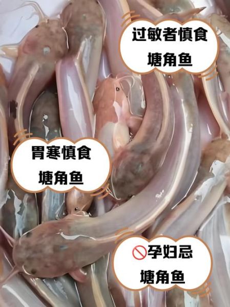 塘角鱼的功效与作用禁忌_哪些人不能吃塘角鱼-第2张图片-山城妙识